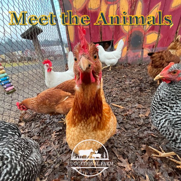 Meet the Animals - Joppa Hill Educational Farm